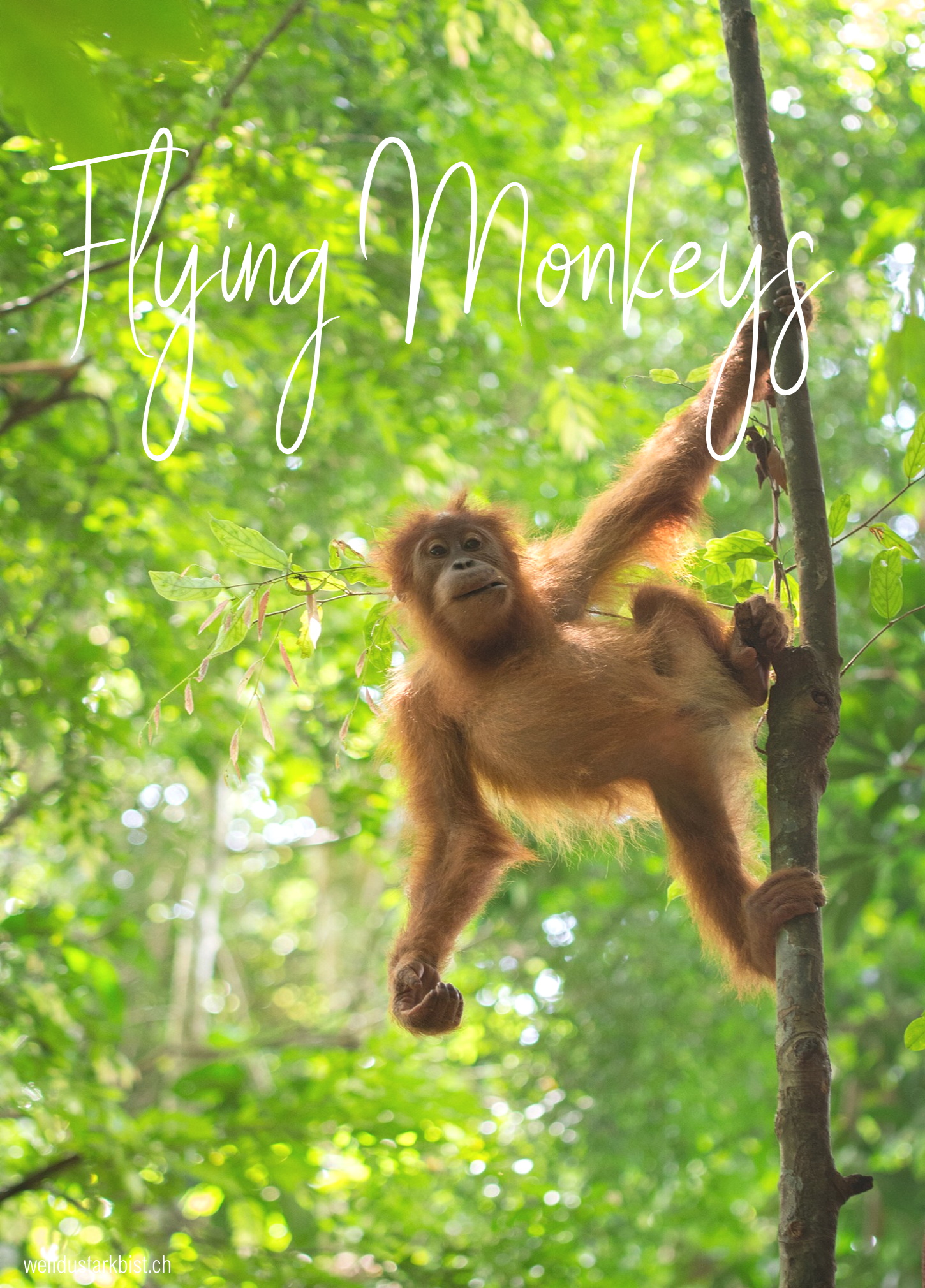 Flying Monkeys – bist du schon einer? - Weil du stark bist